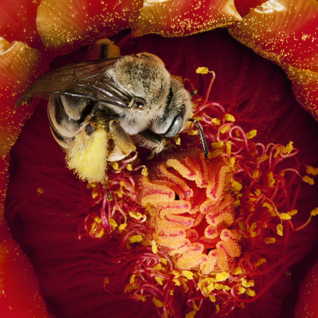 Protect Our Pollinators - National Geographic Society